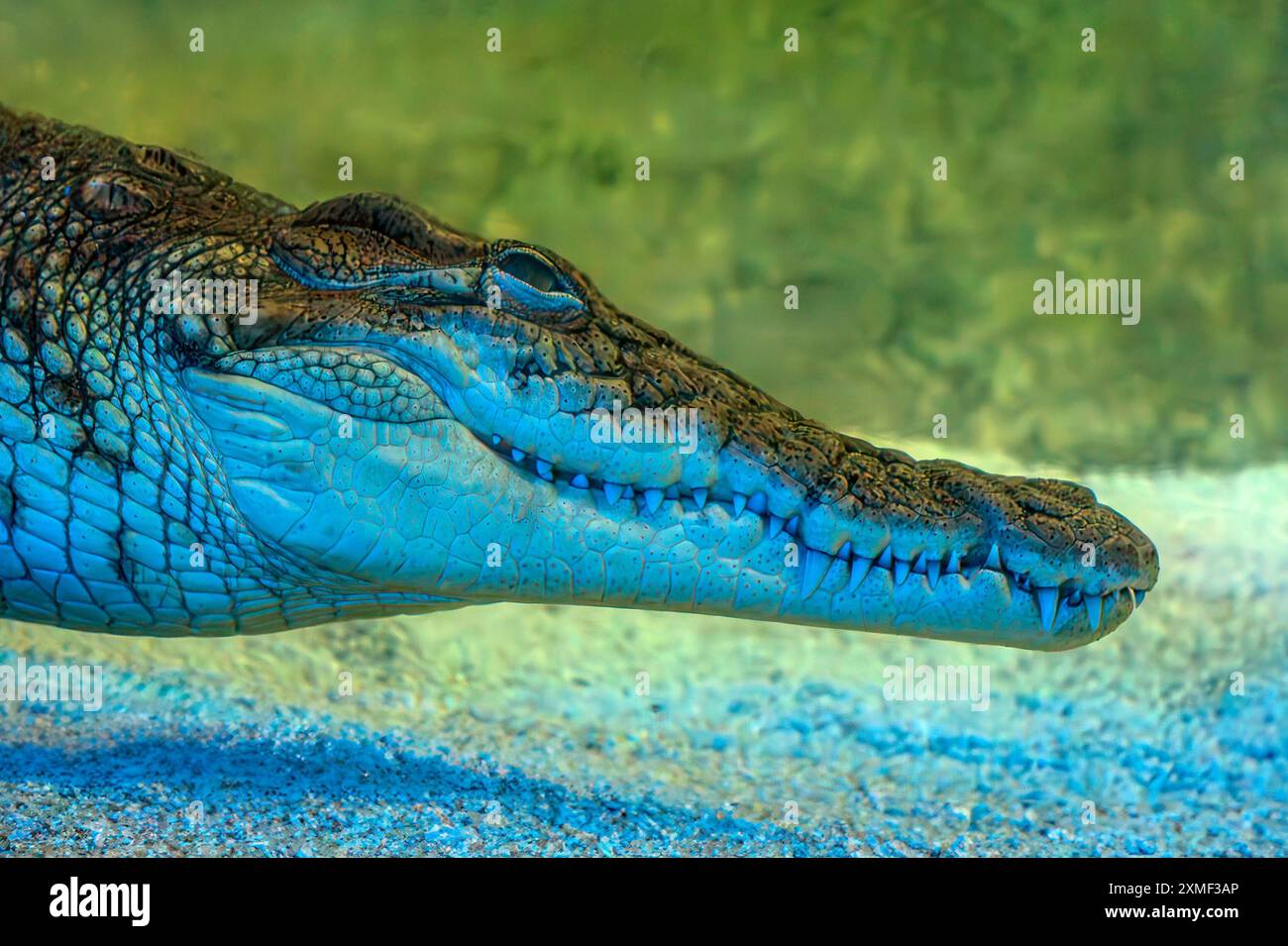 Crocodile teeth underwater. Crocodile teeth. Crocodile underwater. The ...