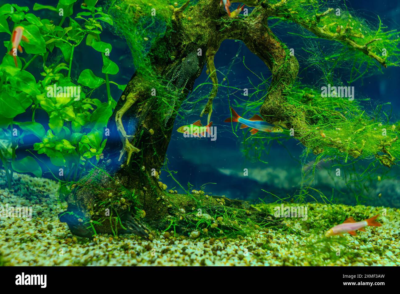 Underwater shot of a fish labeo frenatus glofish on green. Albino Red ...