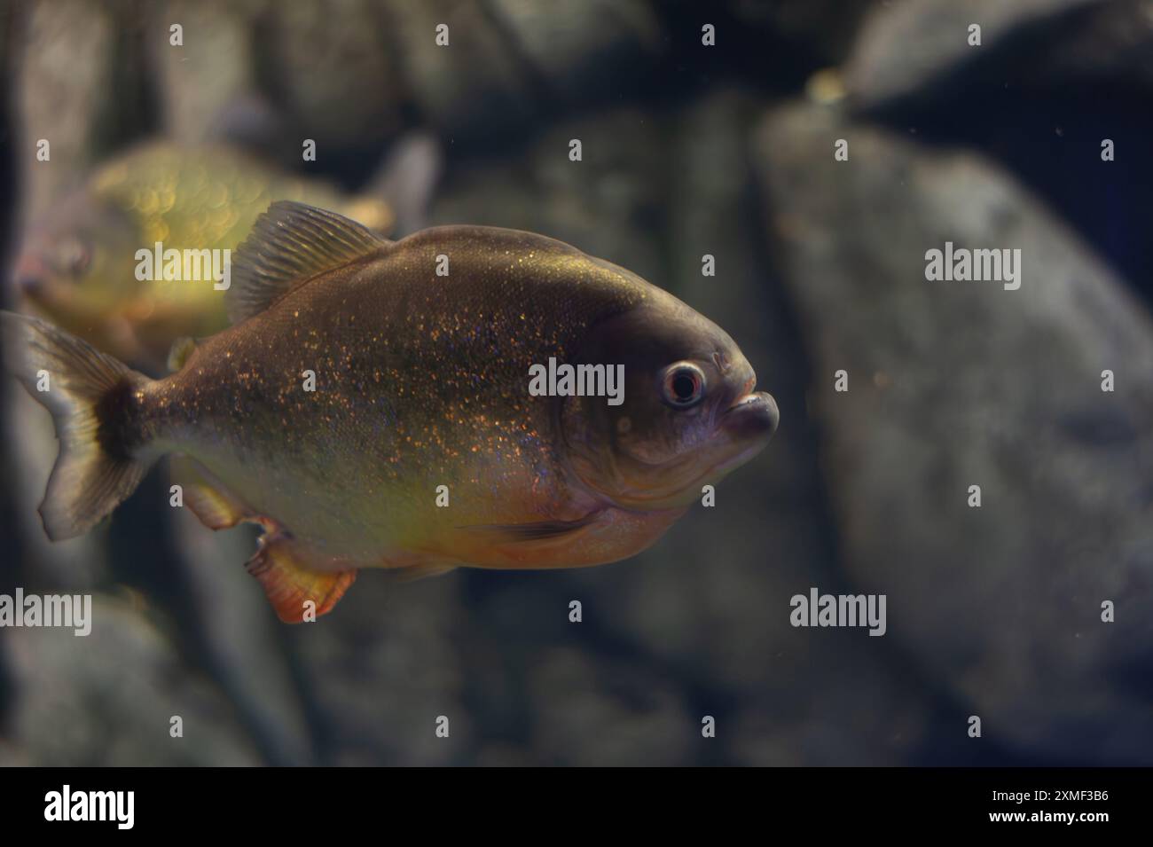 Red-bellied piranha. A swarm of piranha fish. Relatively dangerous ...