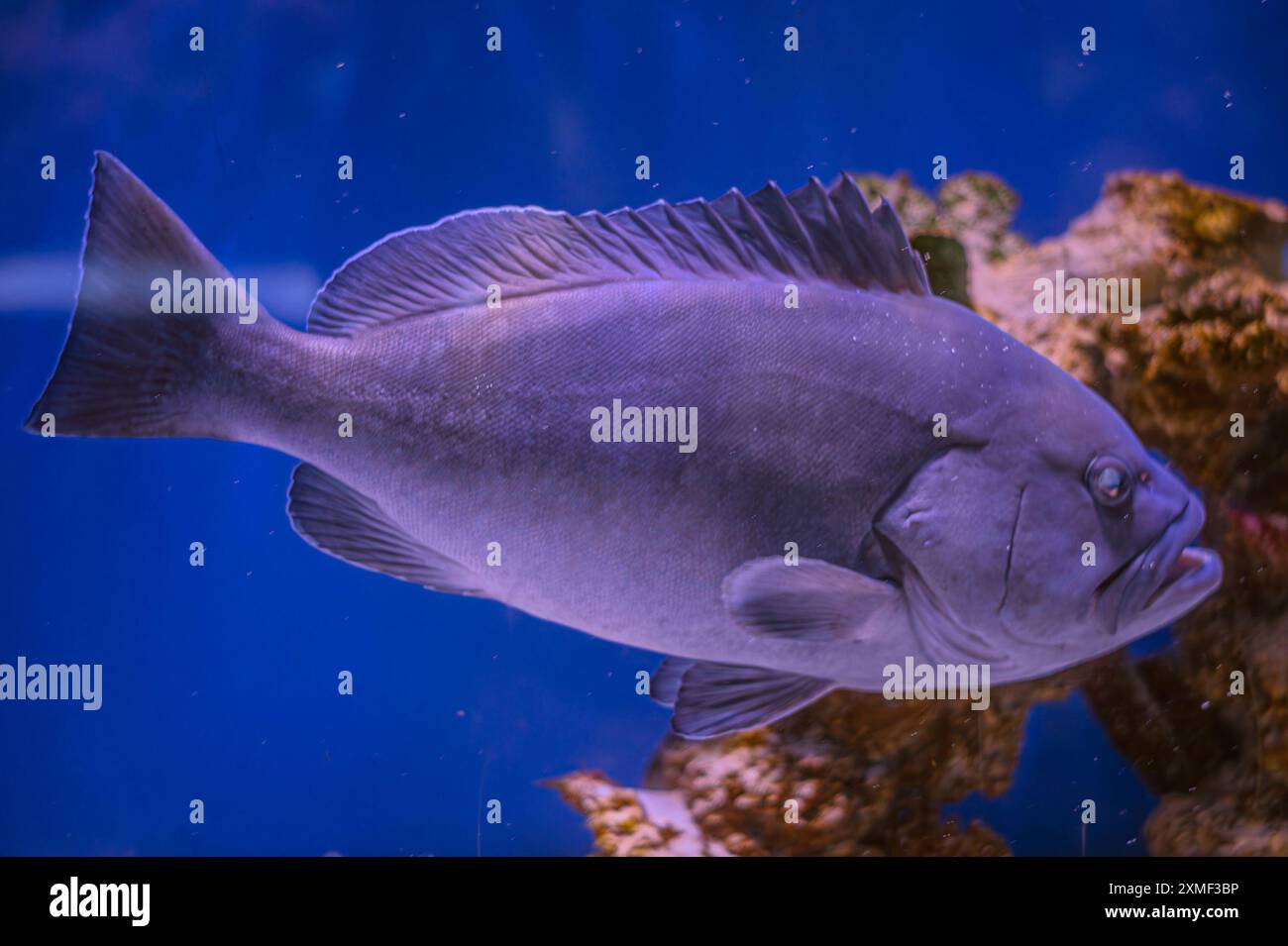 Giant grouper fish swimming in dark. Epinephelus flavocaeruleus, blue ...
