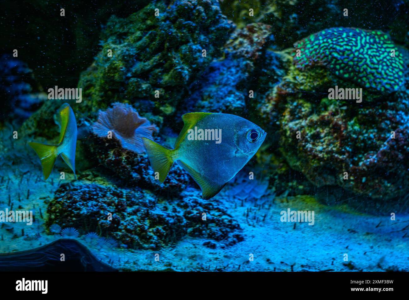 Colorful angelfish swimming gracefully in a vibrant coral reef Stock ...