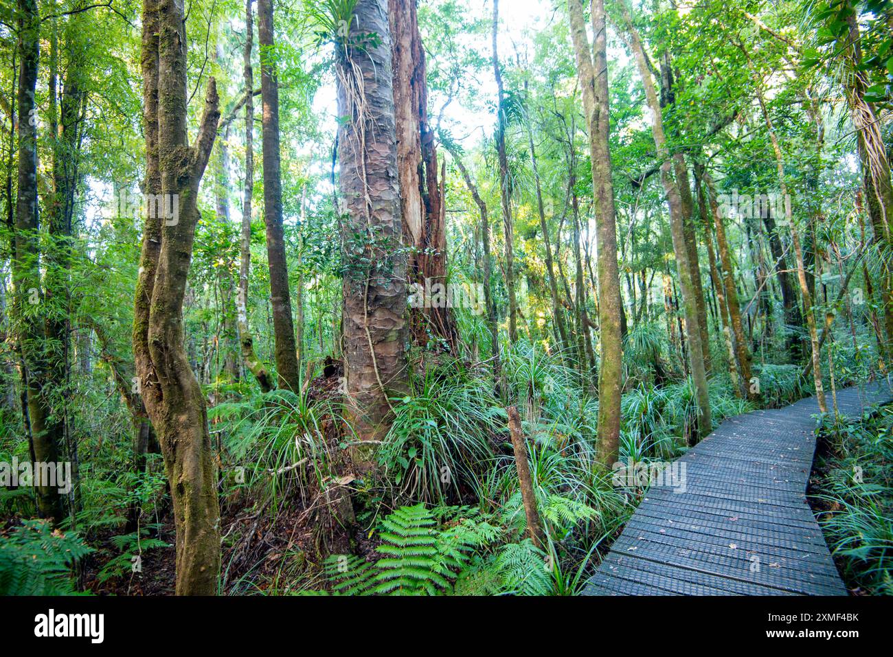 Waipoua kauri forest hi-res stock photography and images - Alamy
