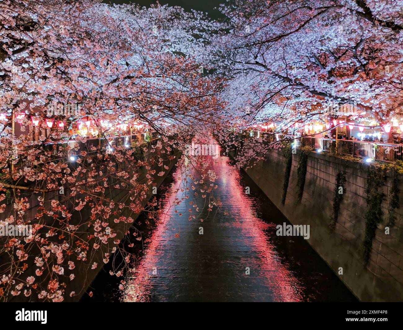 Cherry Blossom Season along River at night, Tokyo, Japan Stock Photo ...