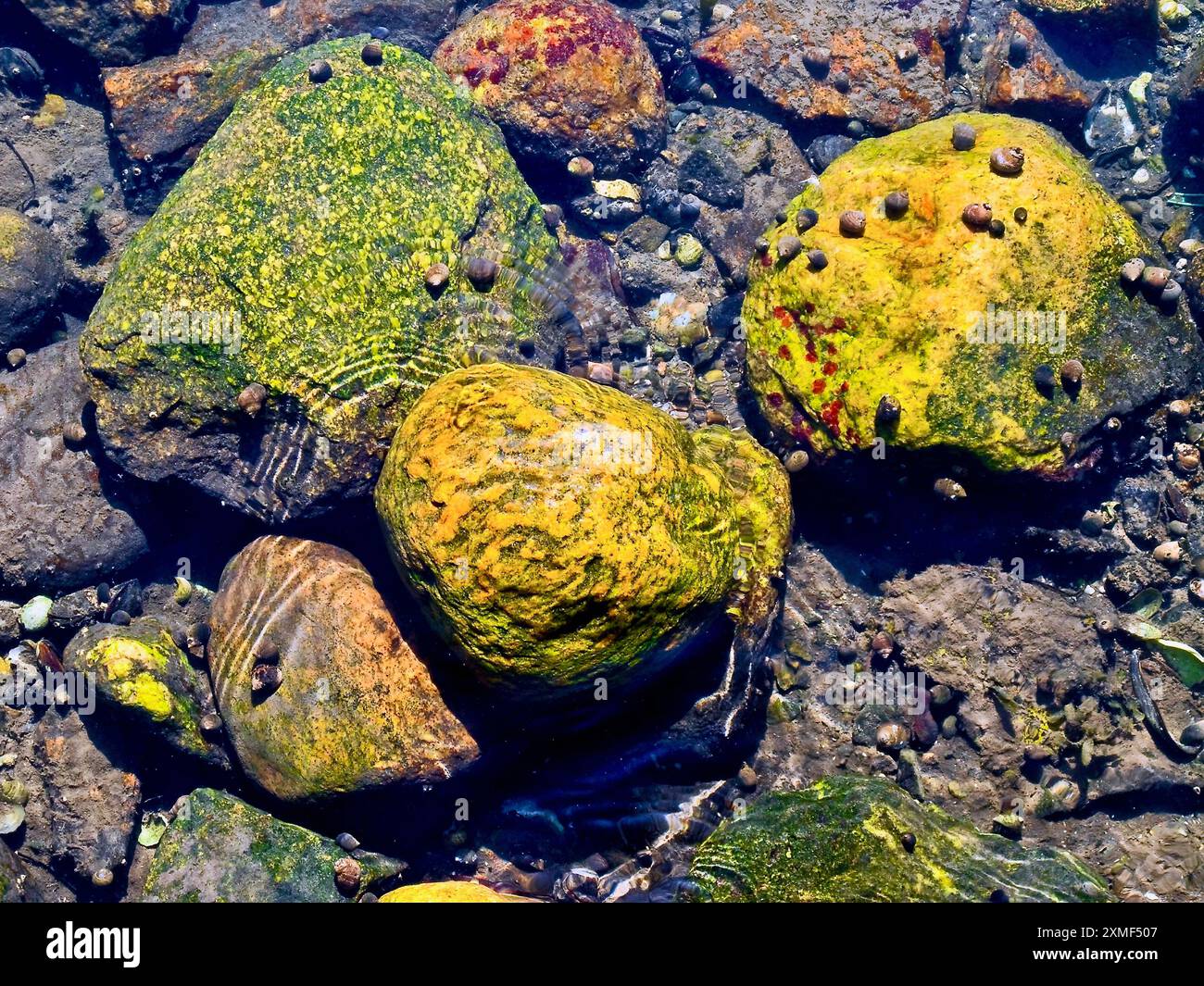 Algae on shell hi-res stock photography and images - Alamy