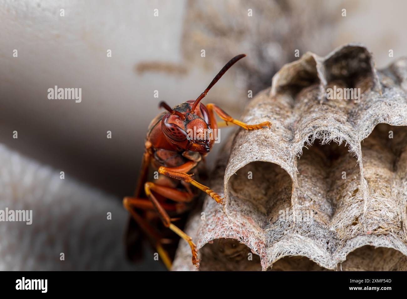 Northern Paper Wasp nest and eggs. Insect and nature conservation ...