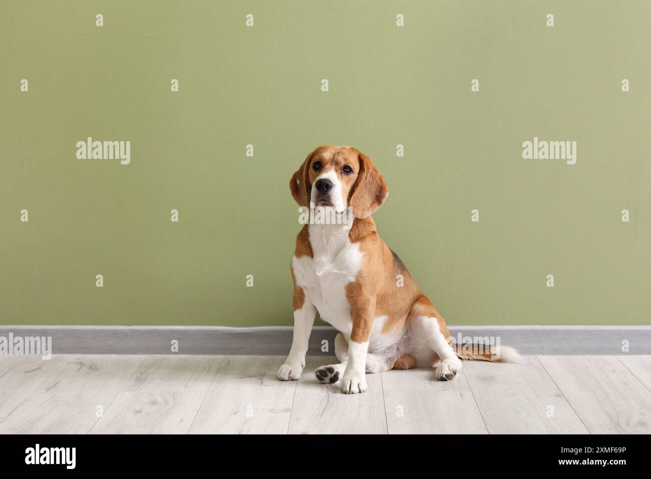 Cute Beagle dog sitting near green wall Stock Photo - Alamy
