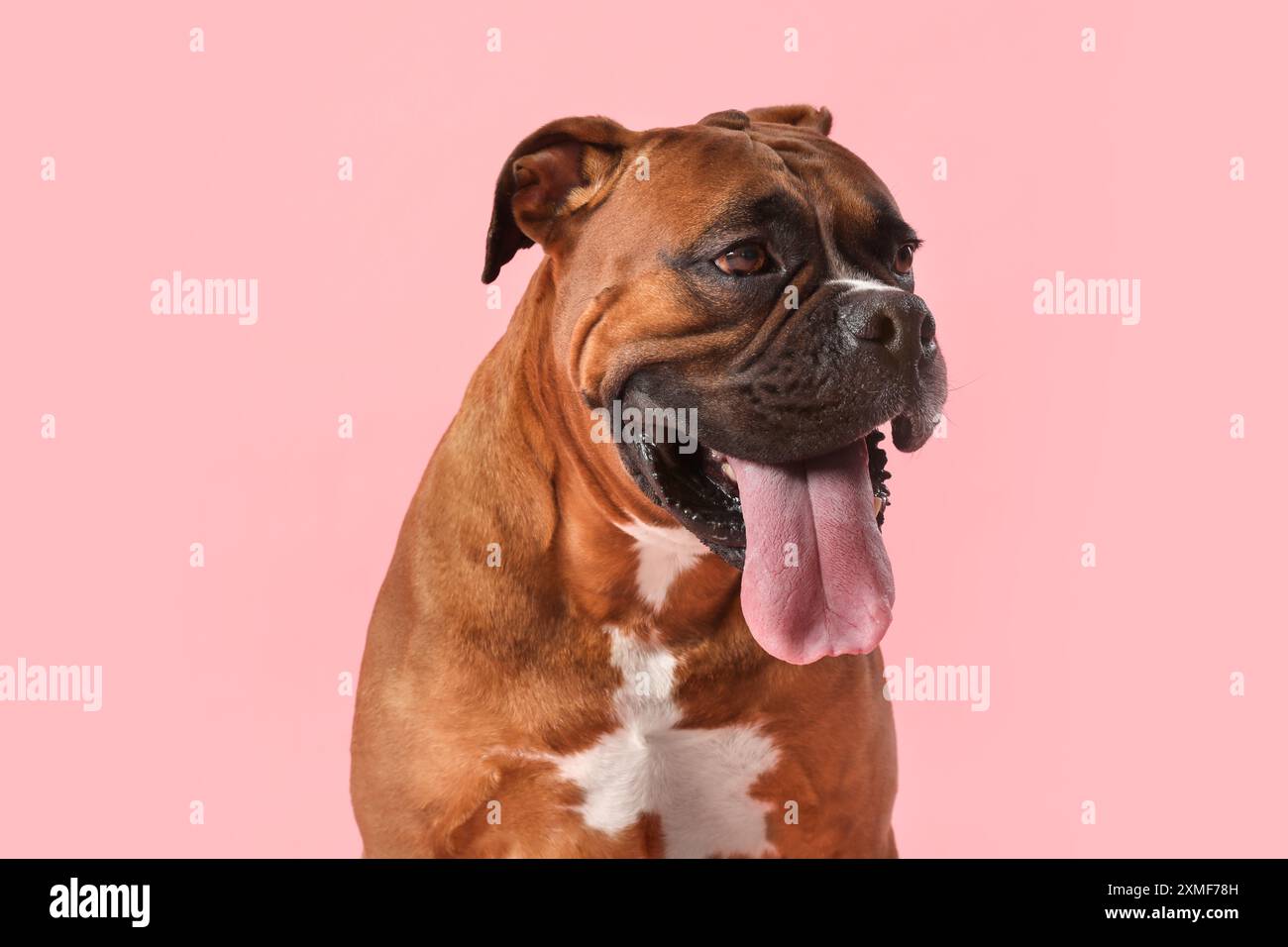Boxer dog on pink hi-res stock photography and images - Alamy