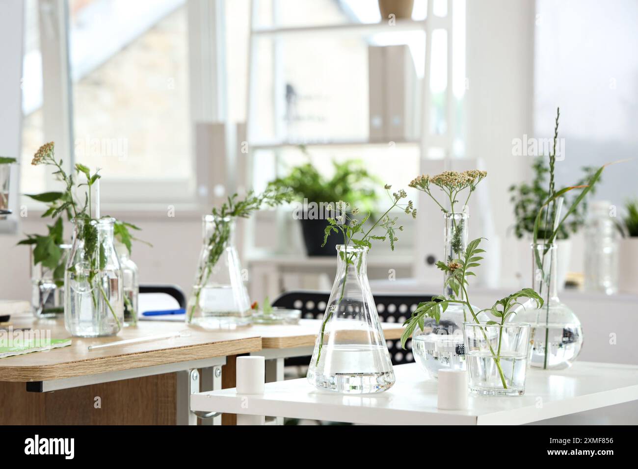 Classroom experiment plants hi-res stock photography and images - Alamy