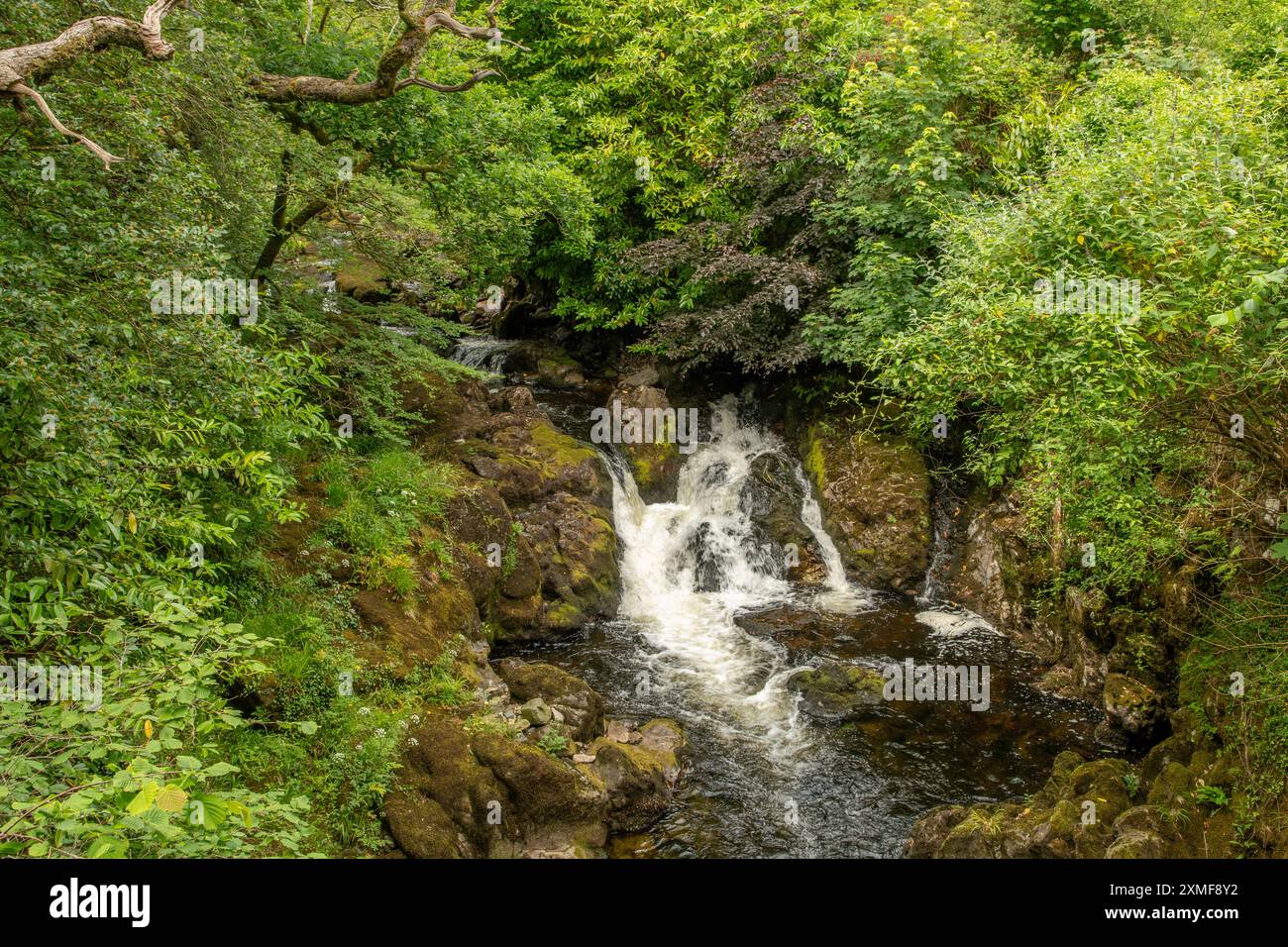 Falls at Lydia Bridge, South Brent, Devon, England Stock Photo - Alamy