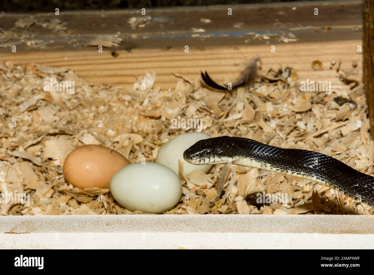 Black Snake Eggs Rat Snakes: What They Look Like, What They Eat & More