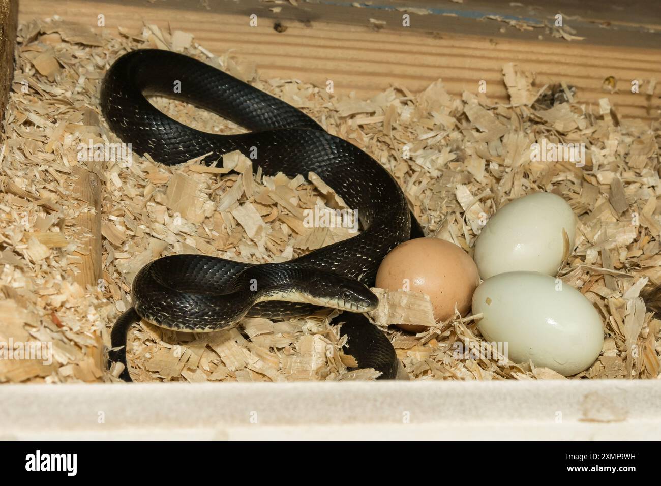 Black Rat Snake Stealing Eggs from a Chicken Coop Stock Photo - Alamy