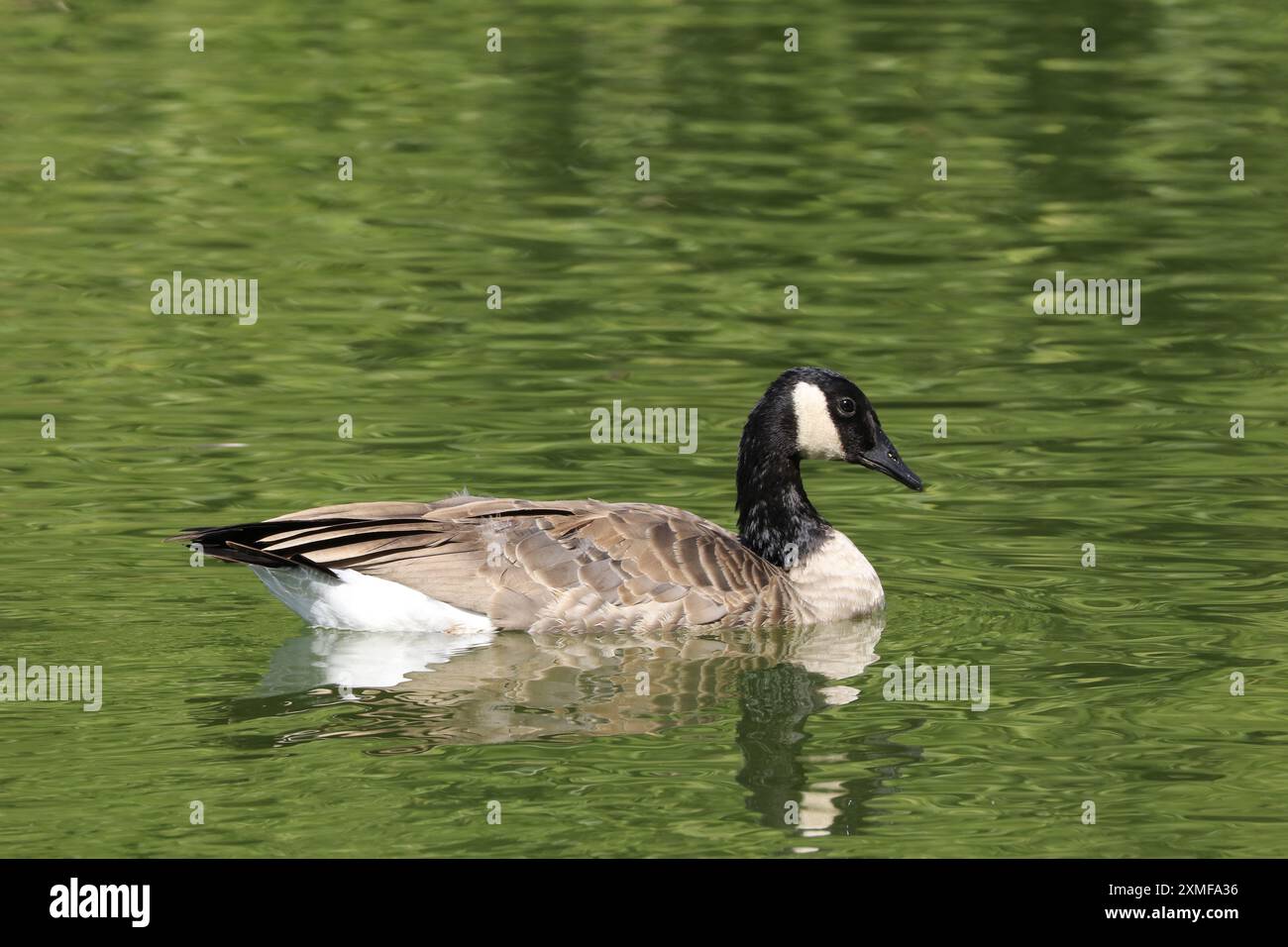 Canadian goose hi-res stock photography and images - Alamy