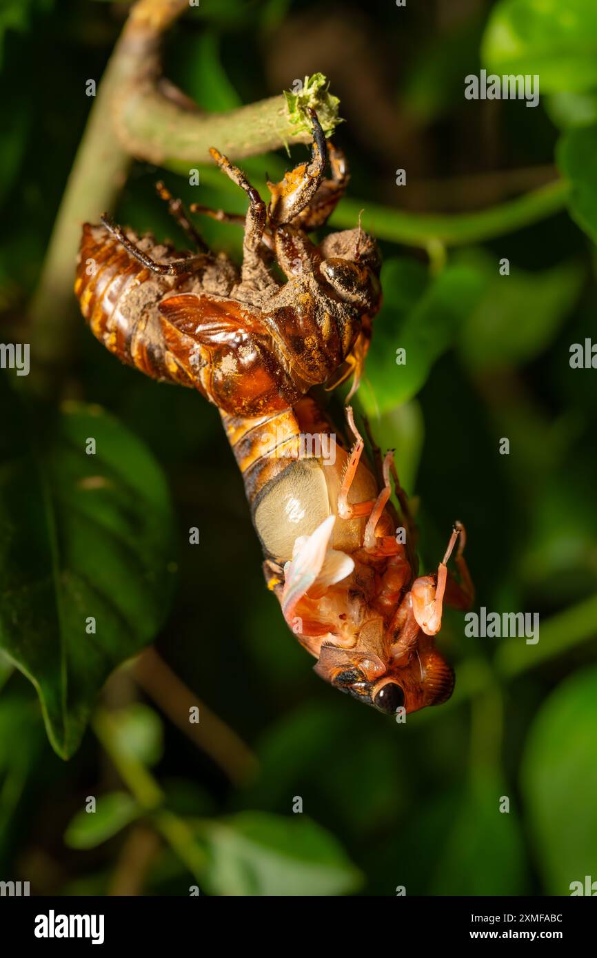 bottom of a cicada in shedding its shell and feathering at vertical ...