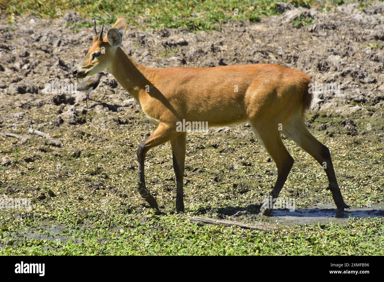 Pampas Deer on Meeting of Waters Park, Pantanal, Mato Grosso Estate ...