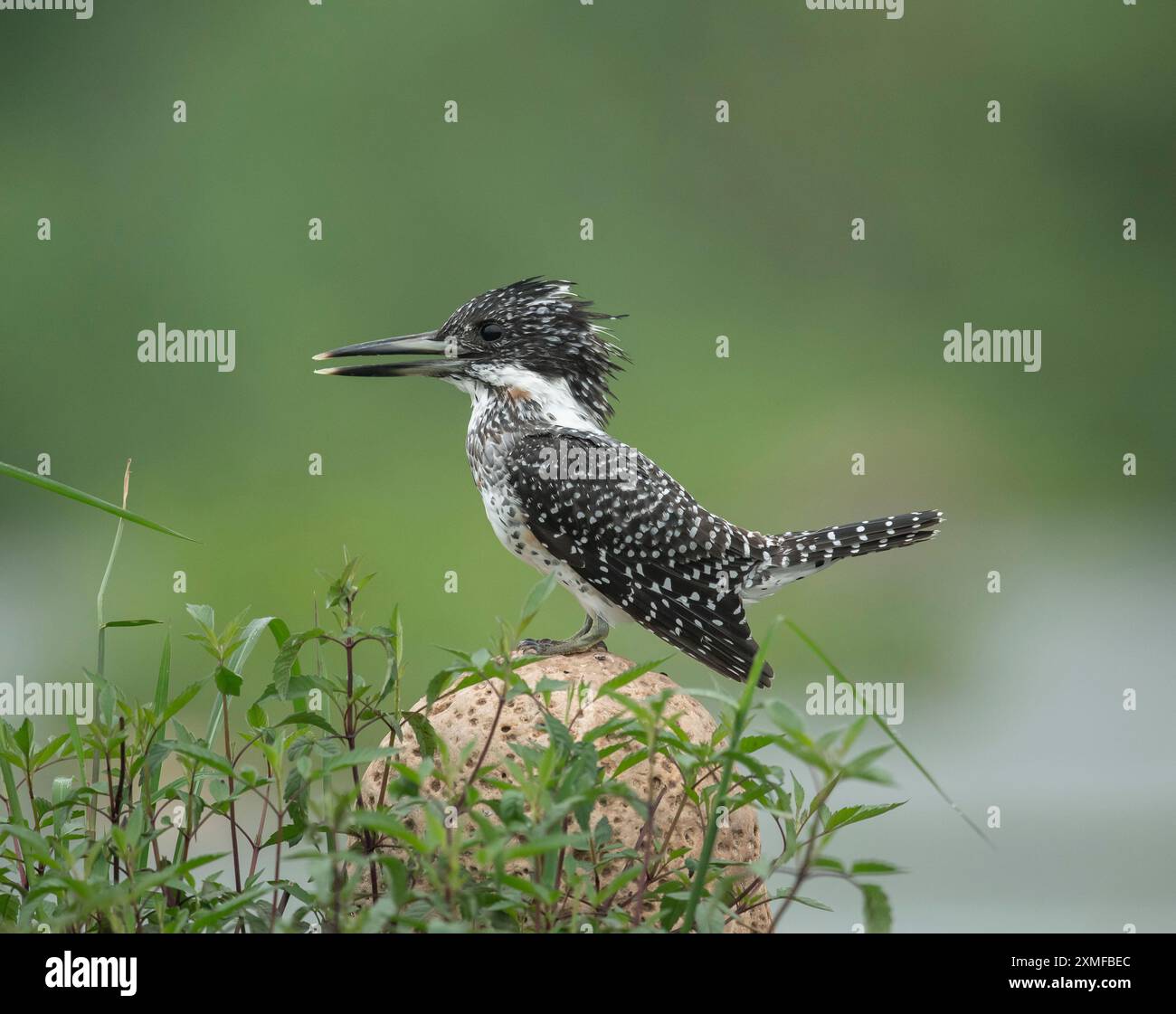 In a river in Jingxing County, Shijiazhuang, China, a crowned fish dog ...