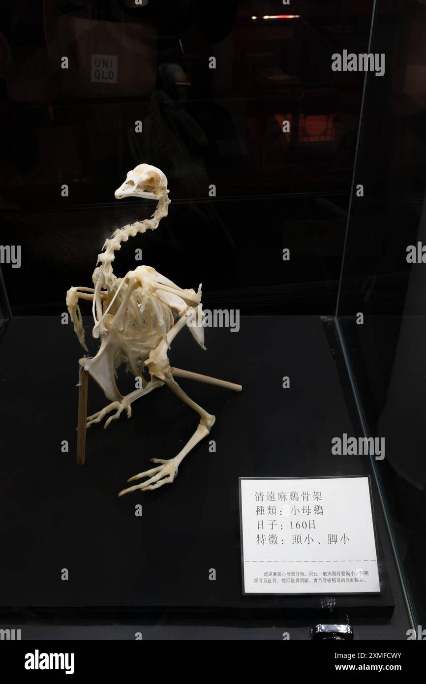 Chicken skeleton model hi-res stock photography and images - Alamy