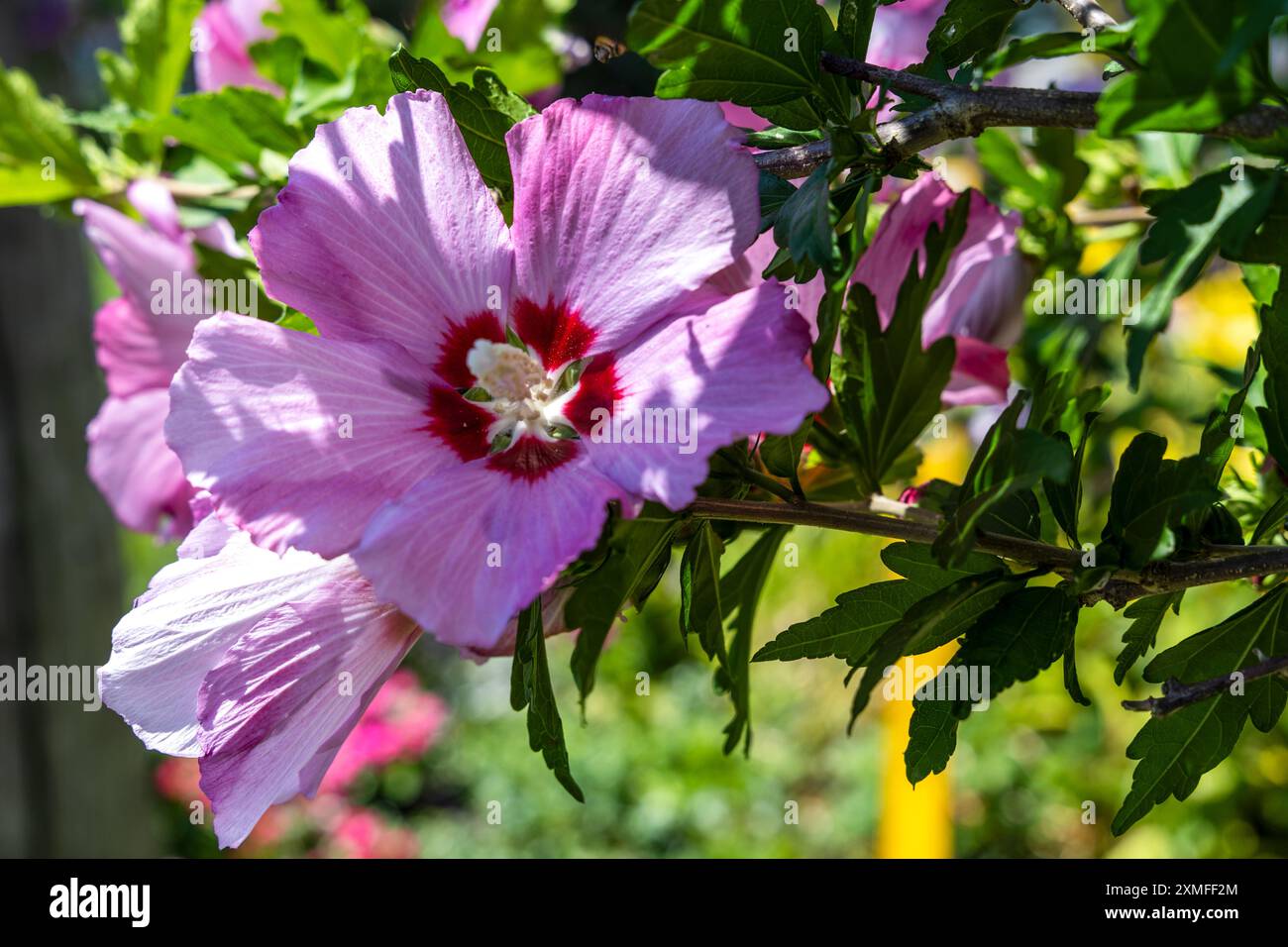 Light Pink Flowers of Rose of Sharon (Hibiscus Syriacus) in Full Bloom ...