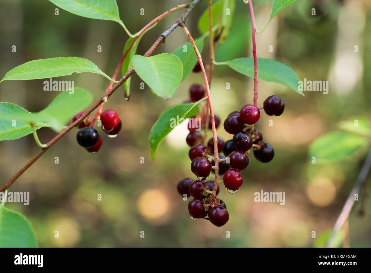 Prunus serotina, wild black cherry ripe berries closeup selective focus ...