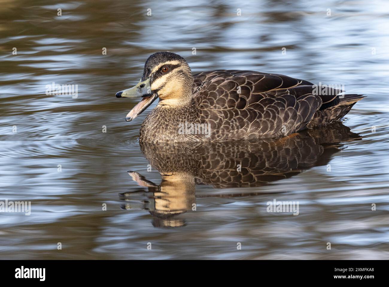 Bill open hi-res stock photography and images - Alamy