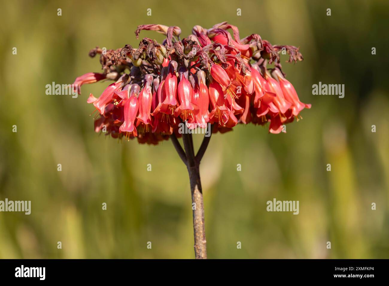 Mother of Millions plant is an Invasive species in Australia Stock ...