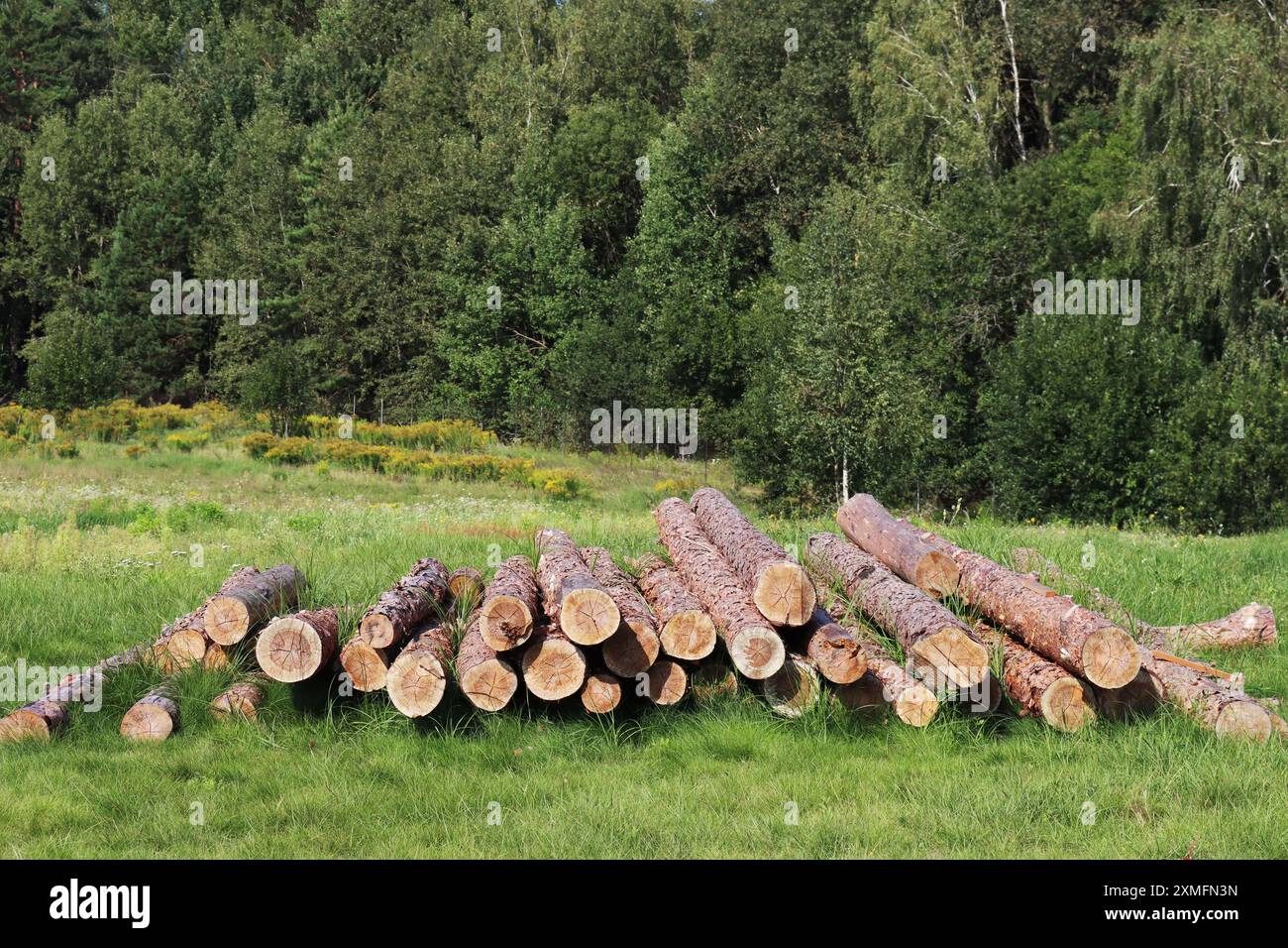 Log trunks pile, the logging timber forest wood industry. Deforestation ...