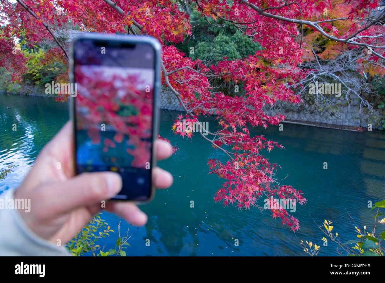 Momiji maple tree autumn hi-res stock photography and images - Alamy