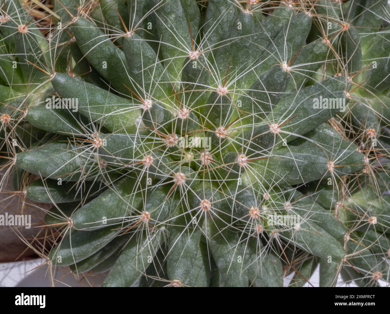 Top view of Mammillaria longimamma with sharp white prickles. Prickly ...