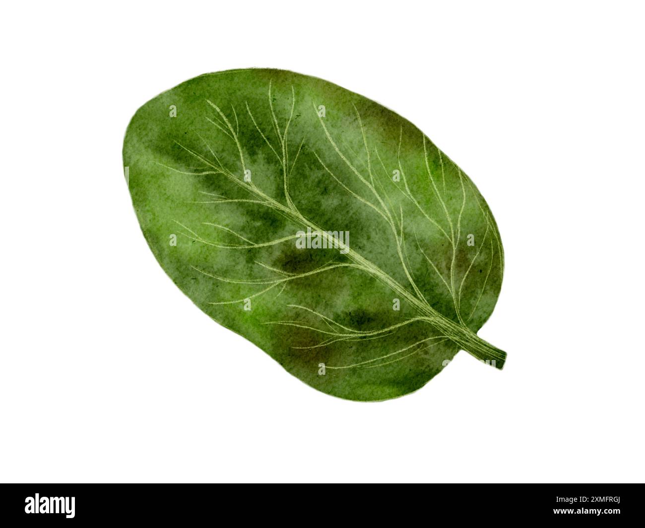 Illustrated botanical designs hi-res stock photography and images - Alamy