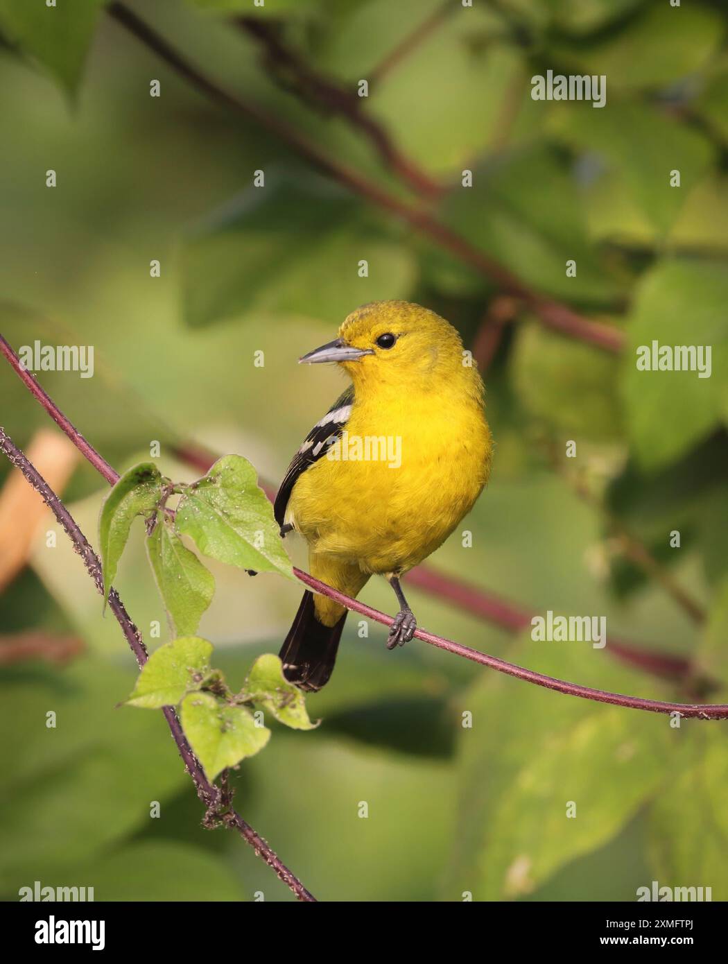 Birds of southeast asia yellow hi-res stock photography and images - Alamy