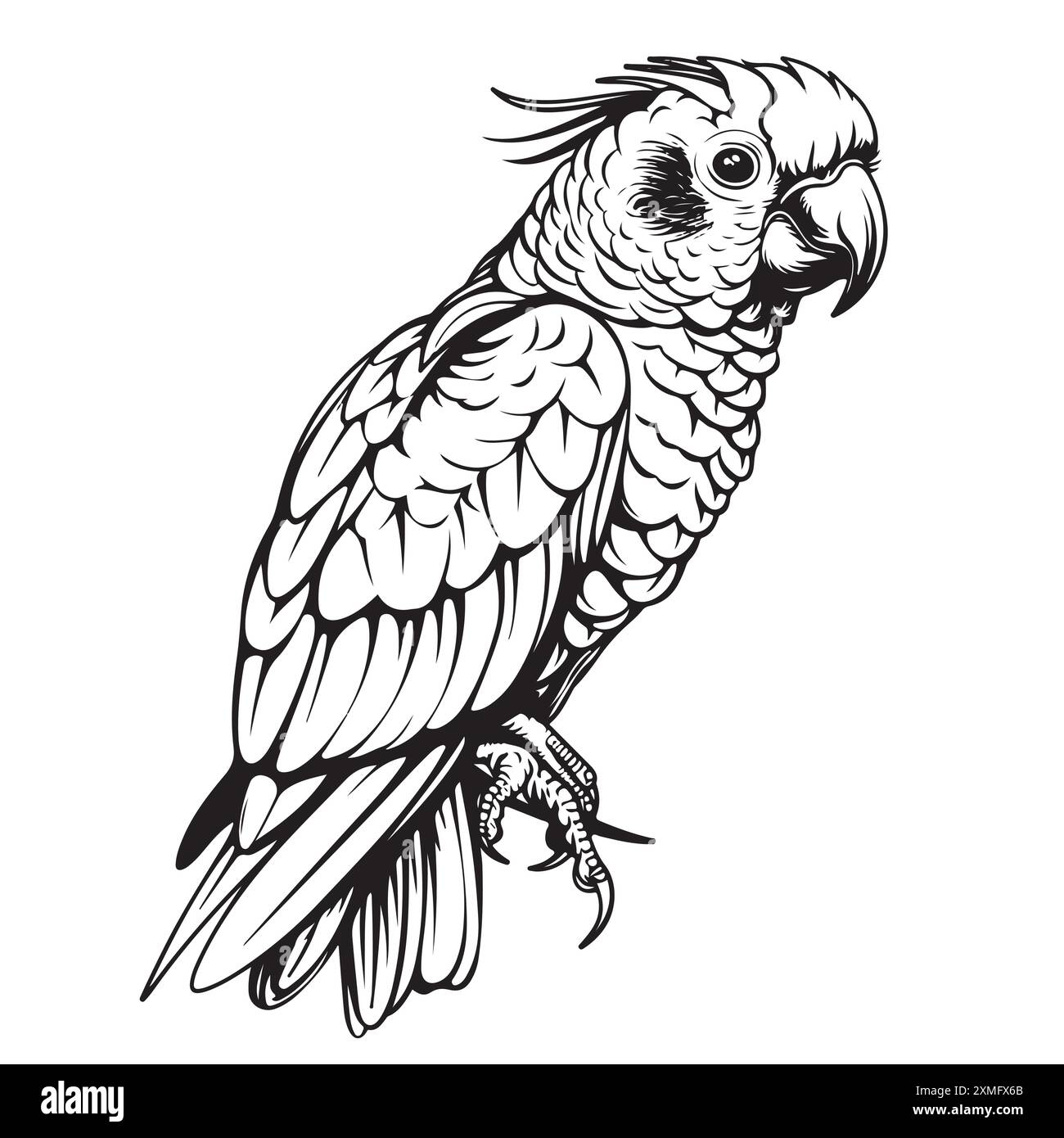parrot sitting sketch vector illustration Stock Vector Image & Art - Alamy