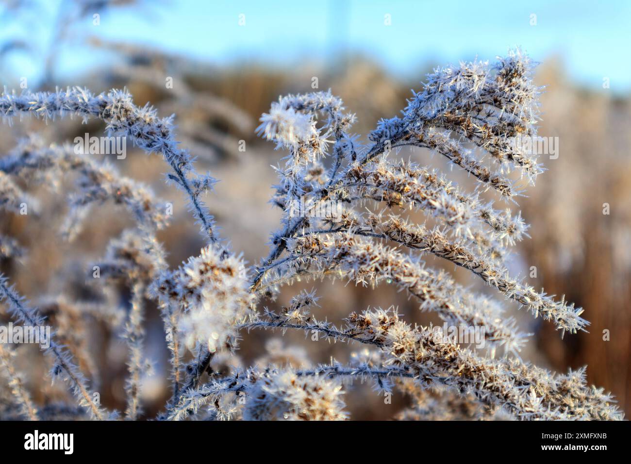 Tree branch covered fluffy frost hi-res stock photography and images ...