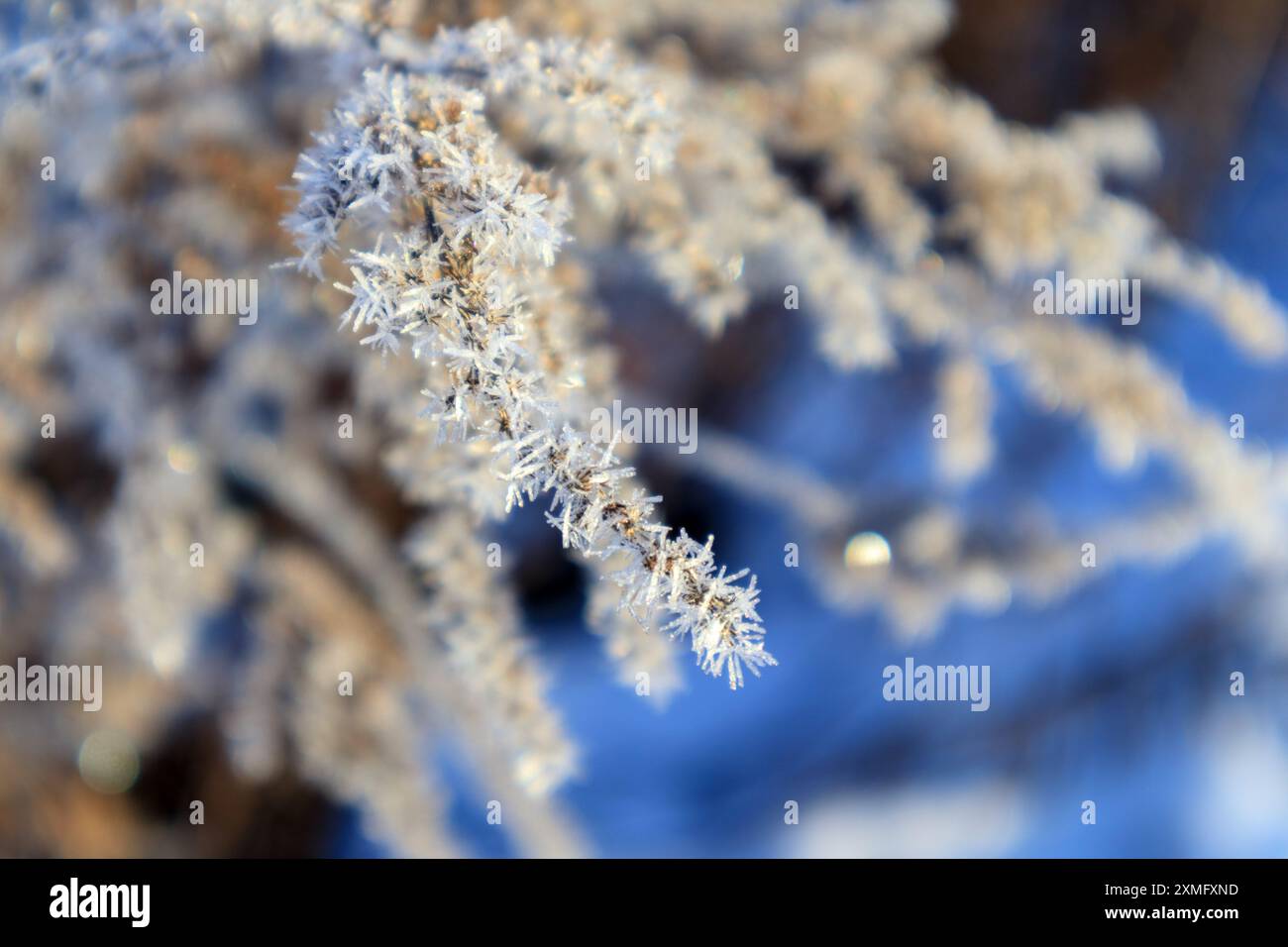 Cold season tree hi-res stock photography and images - Alamy