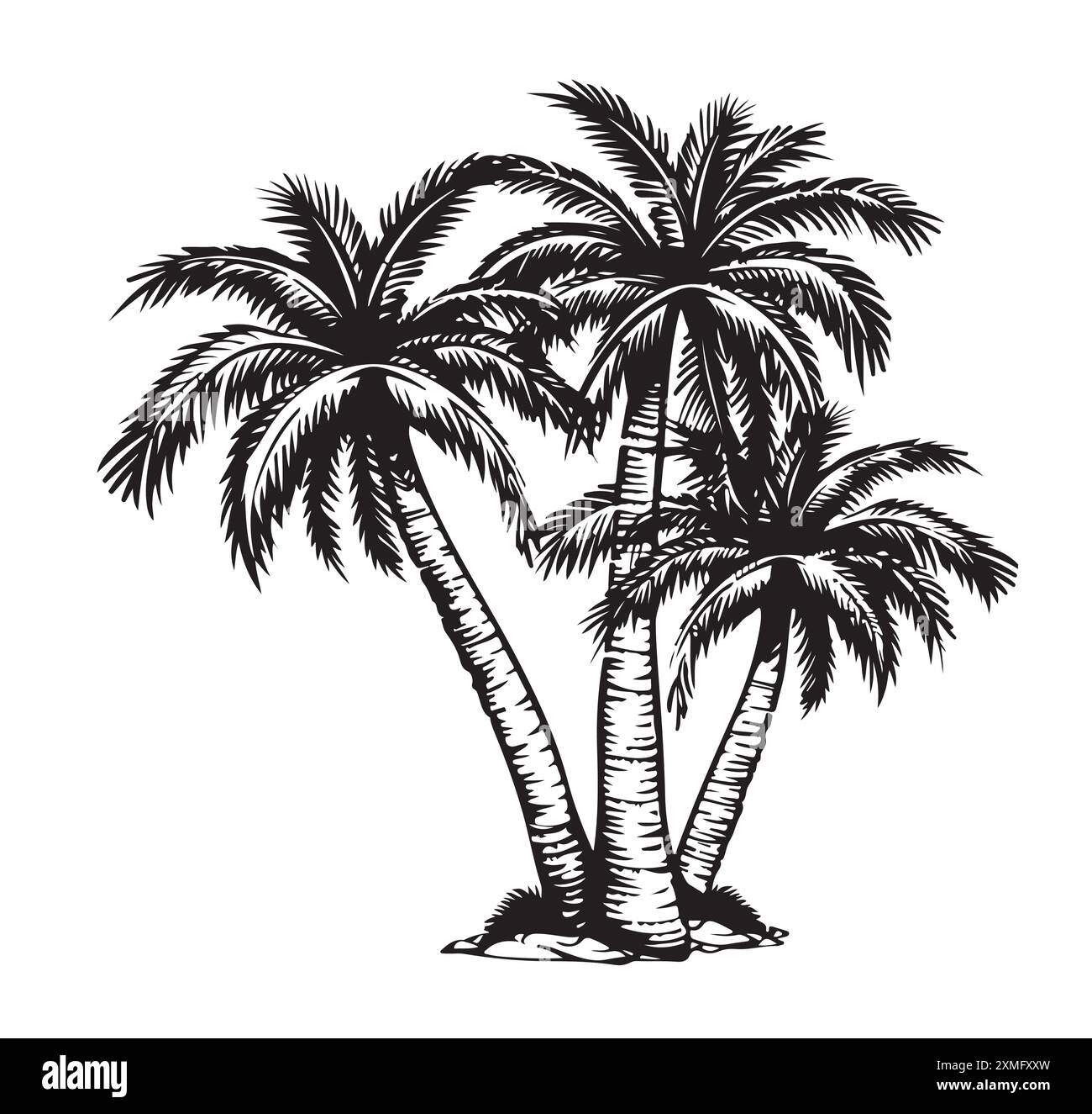 Tropical Palm Trees, Black Silhouettes and Outline Contours Isolated on ...