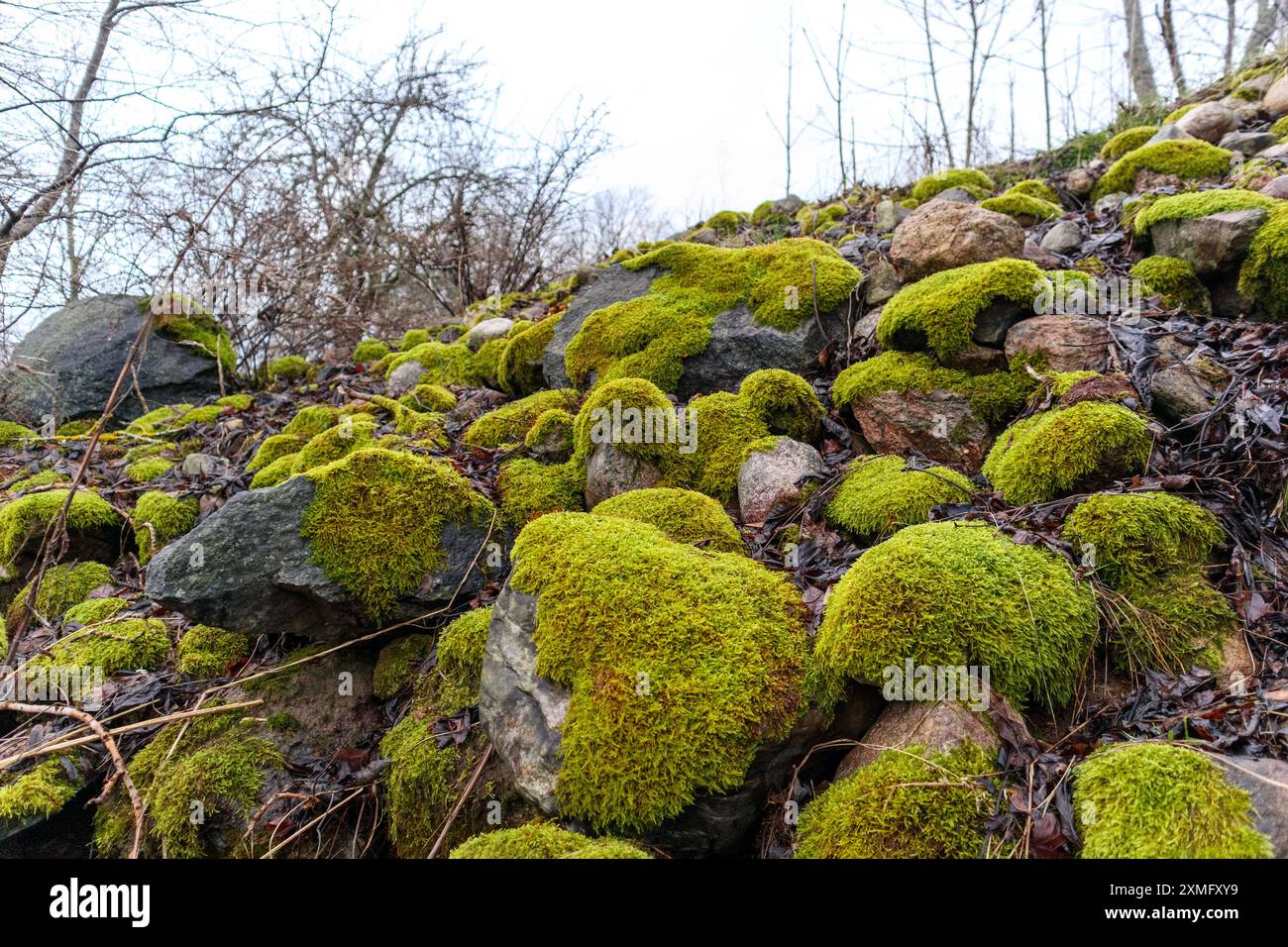 a pile of stones covered with green moss Stock Photo - Alamy