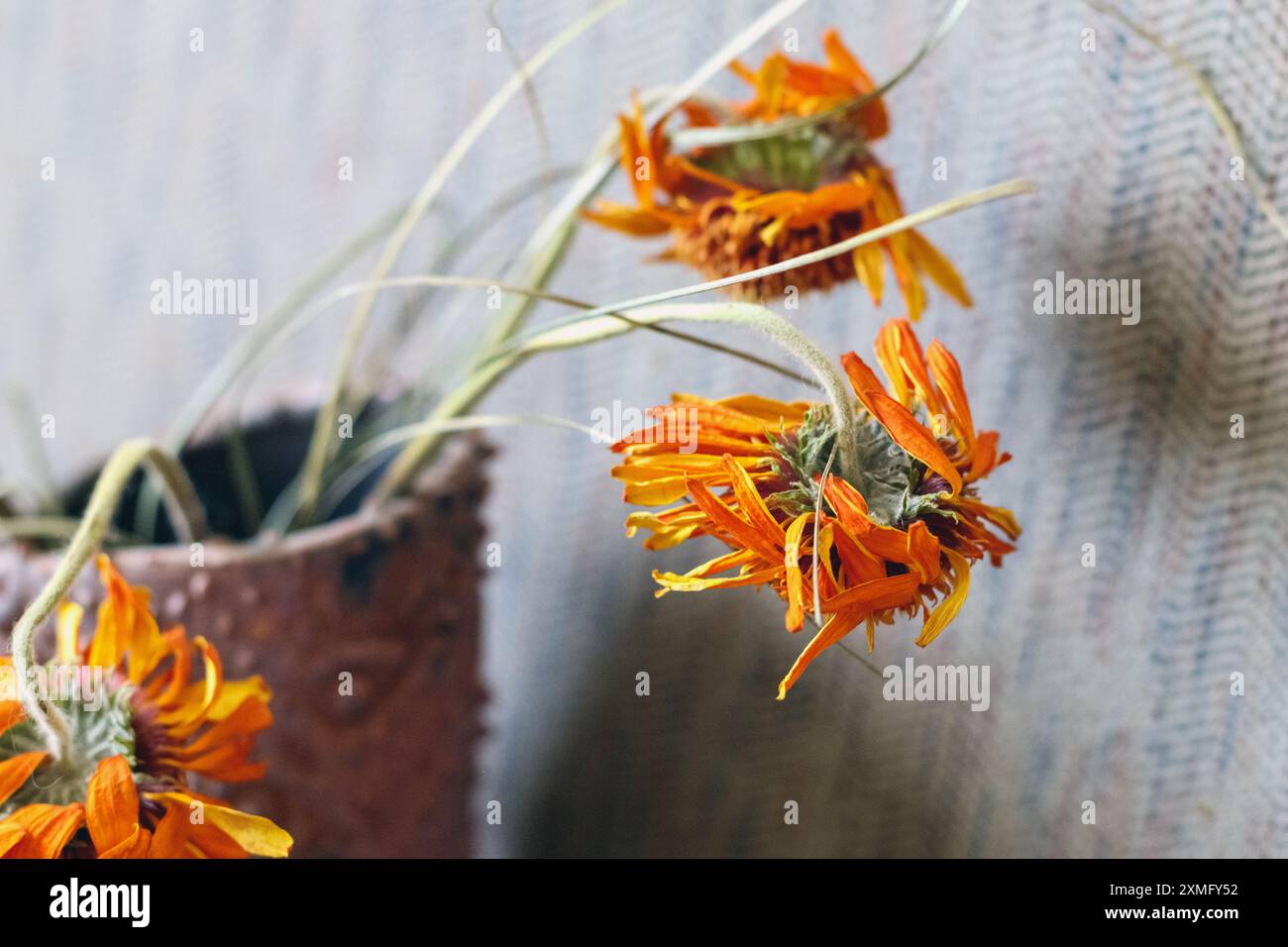 Withered leaves on frame hi-res stock photography and images - Alamy