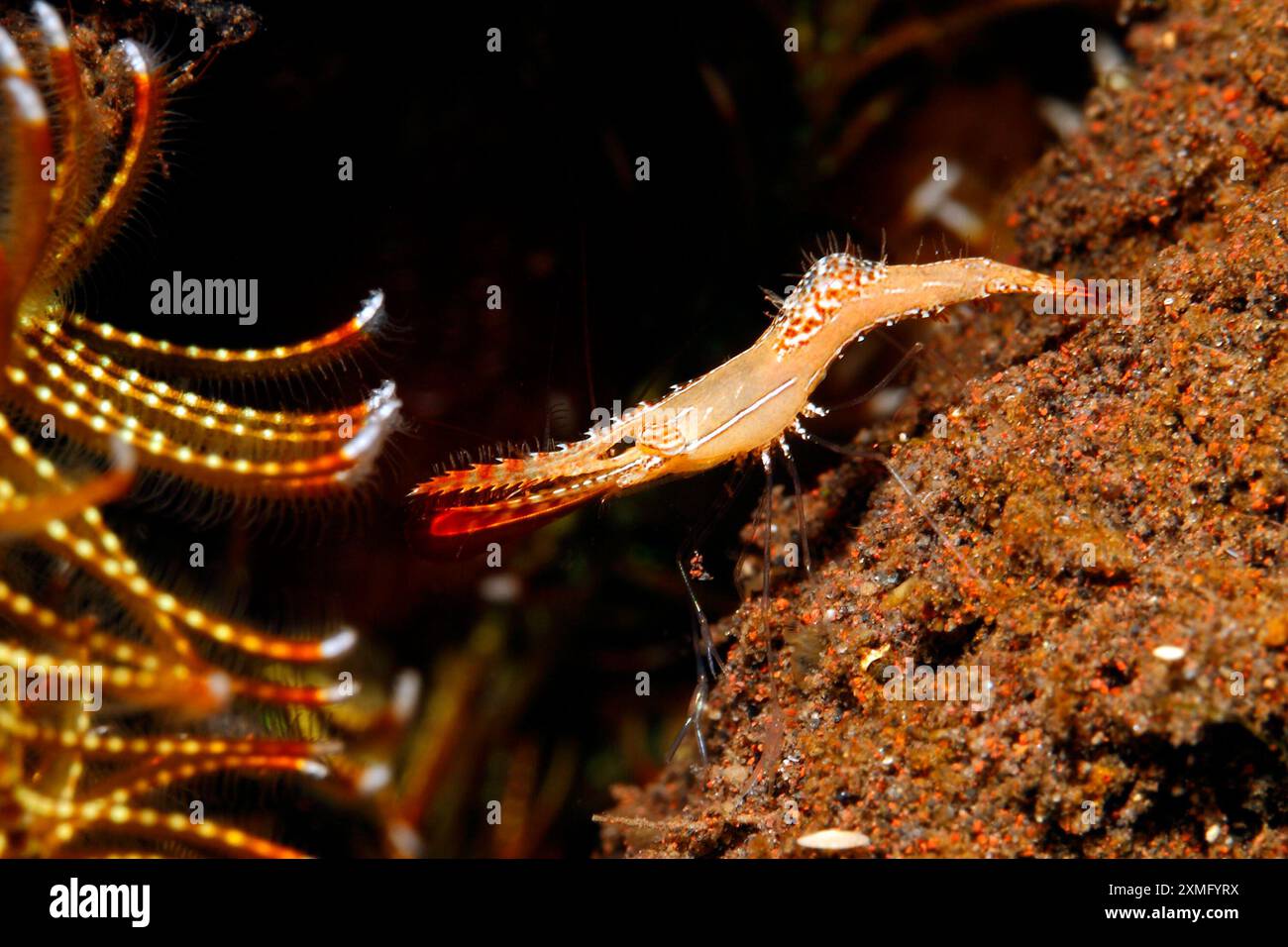 Donald duck shrimp leander plumosus hi-res stock photography and images ...