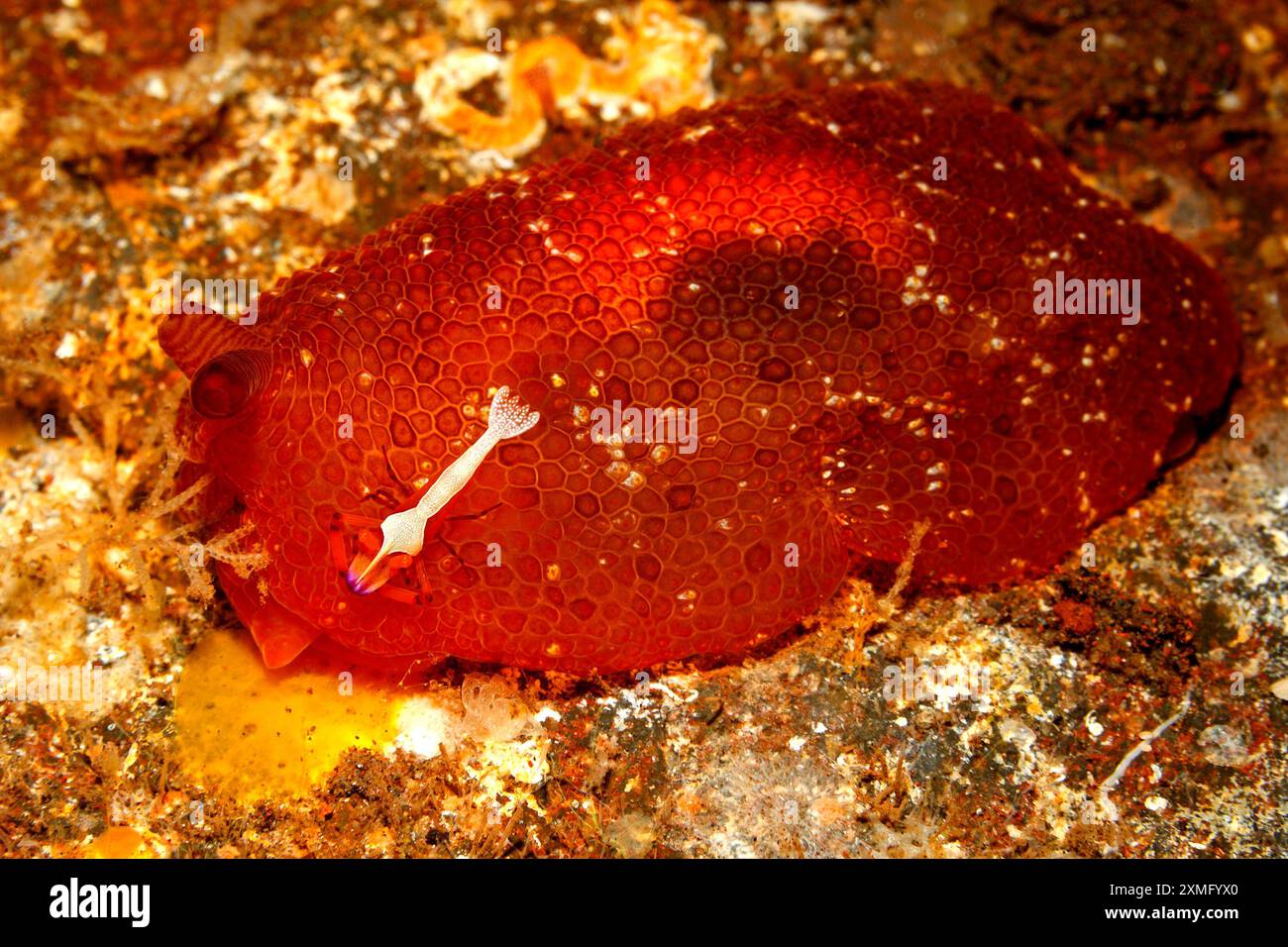 Perons Side Gilled Sea Slug, Pleurobranchus peronii,with Emperor Shrimp ...