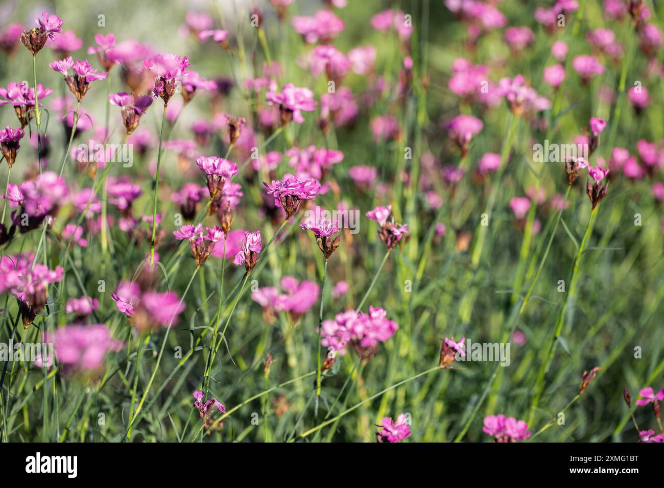 Wild Carthusian pink carnations (Dianthus carthusianorum) growing in a ...