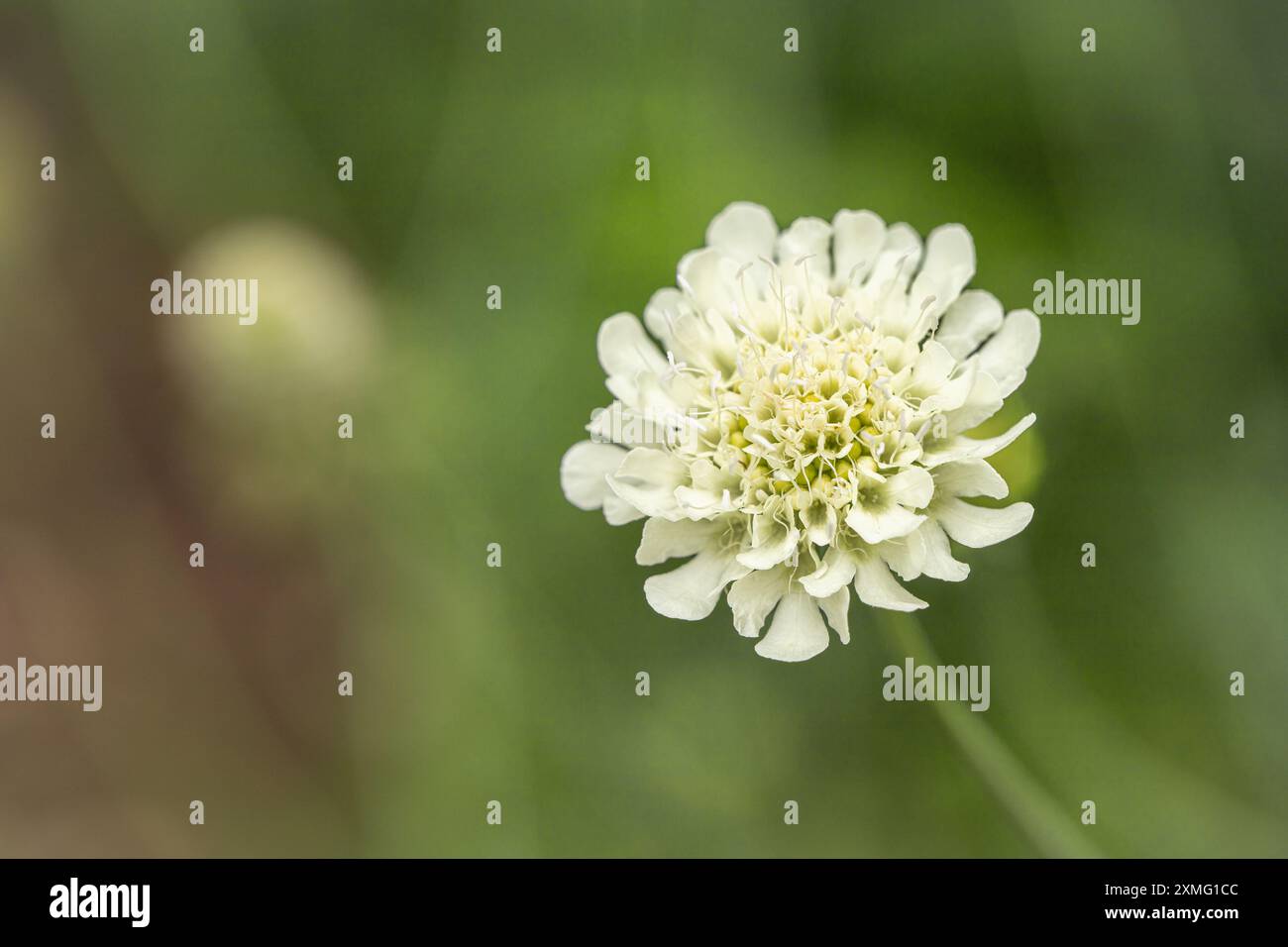 Cream scabiosa hi-res stock photography and images - Alamy