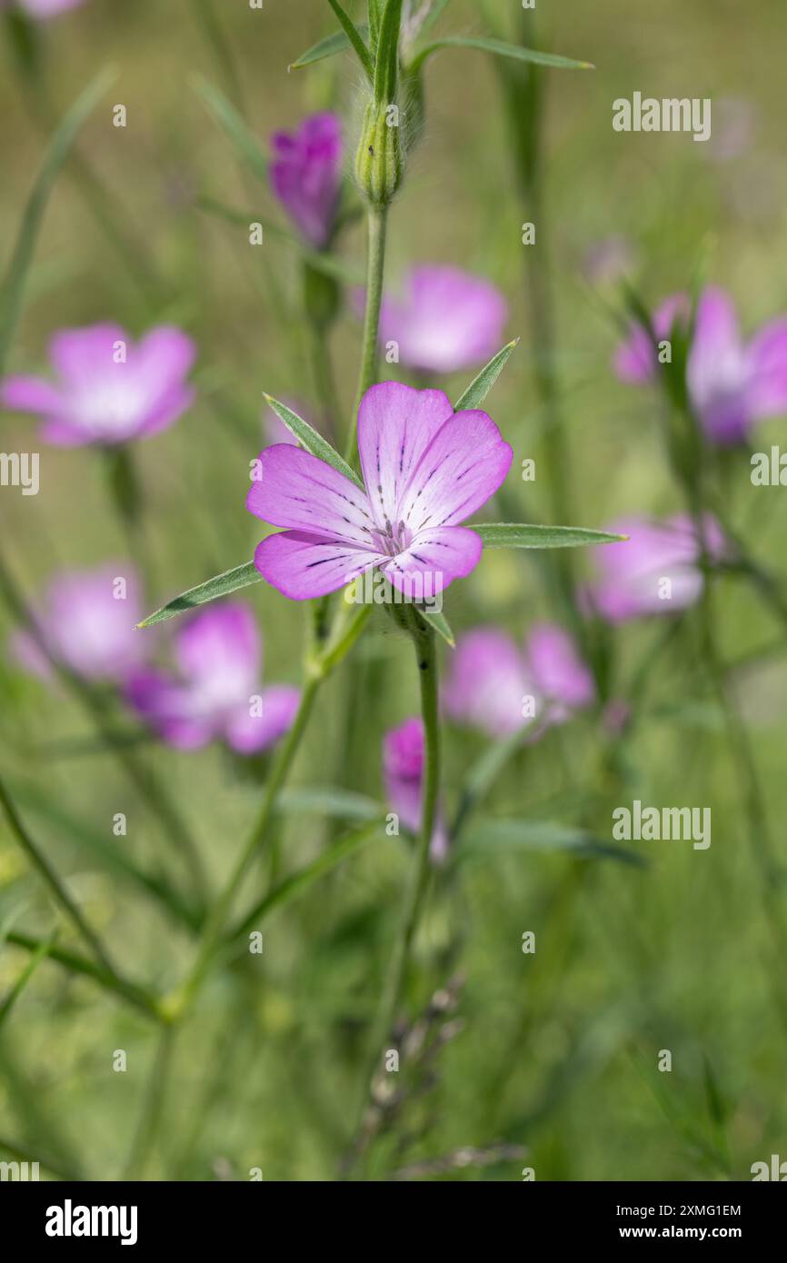 Agrostemma corn cockle hi-res stock photography and images - Alamy