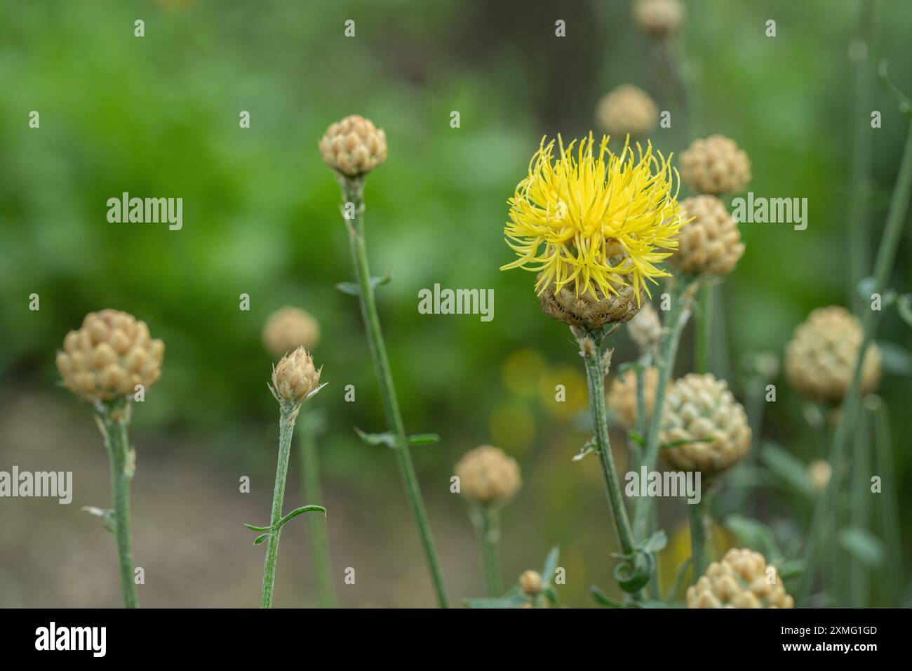 Basket weave cornflower (Centaurea orientalis). Typical yellow blossom ...