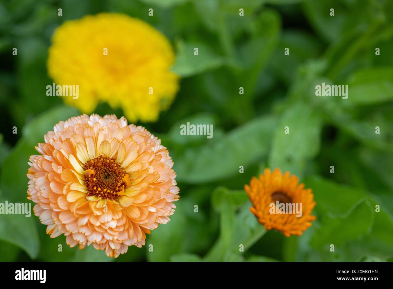Orange pot marigold (Calendula officinalis). Copy space. Pot marigolds ...