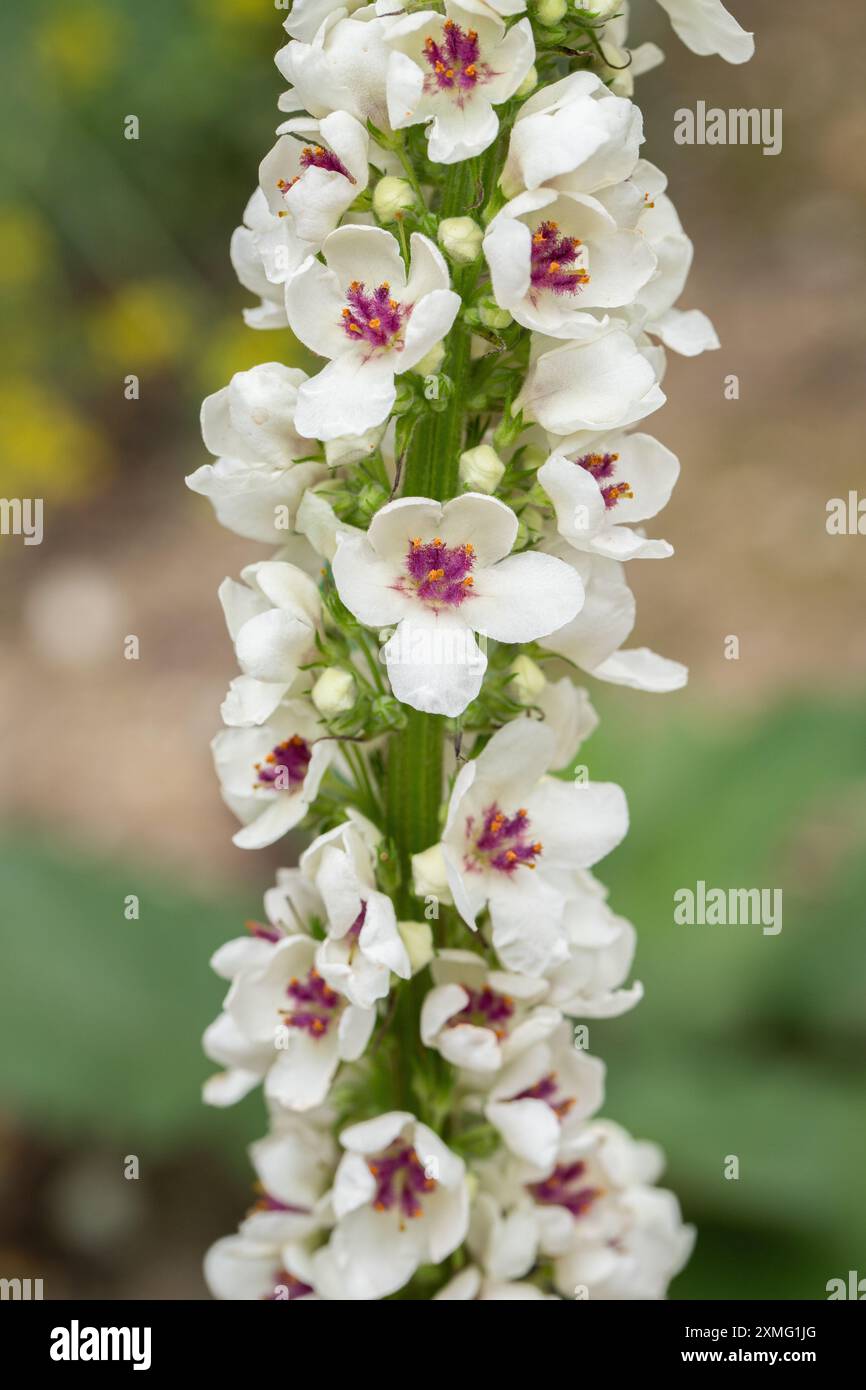 White variation of the black mullein (Verbascum nigrum). White petals ...
