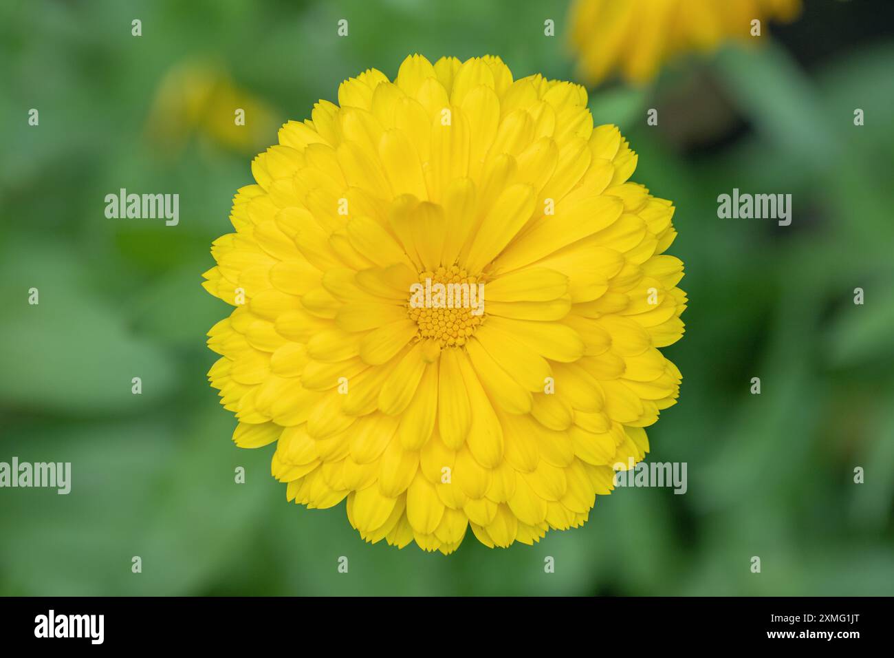 Closeup of a yellow pot-marigold blossom (Calendula officinalis Stock ...