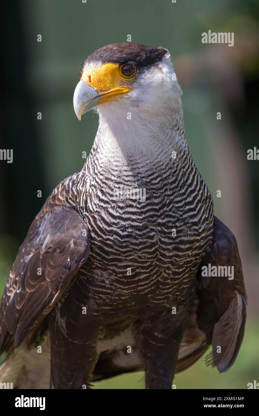 A close up half length portrait of a crested caracara, Caracara plancus ...