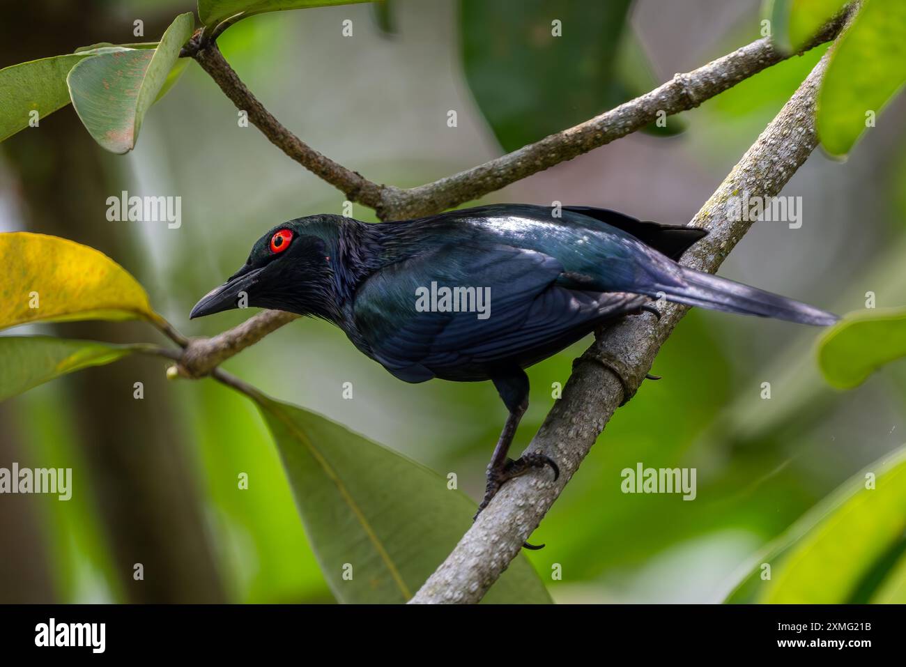 Asian Glossy Starling - Aplonis panayensis, beautiful colored perching bird from Asian forests ...
