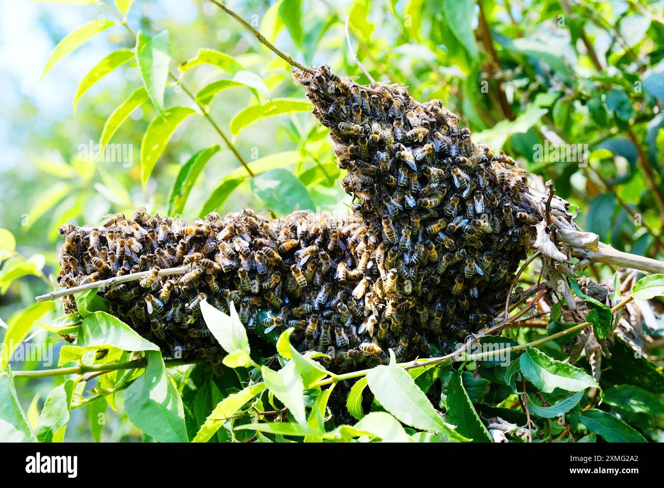 Swarming wasps preparing to build a nest in a garden hedge - John ...