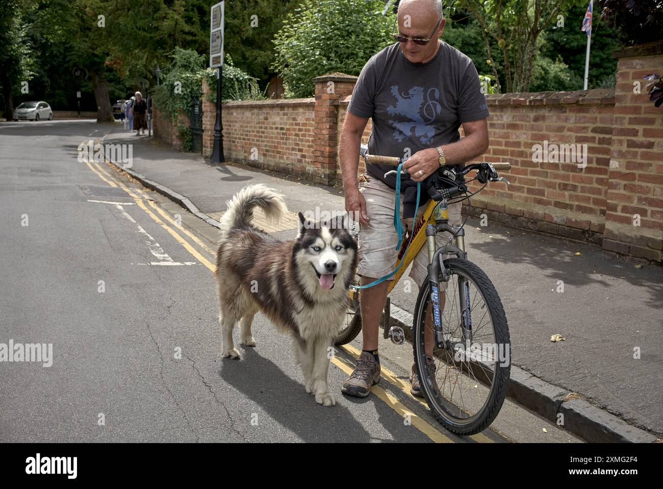 Man taking his Husky dog for exercise whilst he rides his bicycle ...