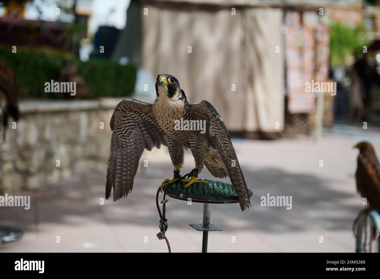 Close-up image of a Peregrine falcon, wings partially spread, perched ...