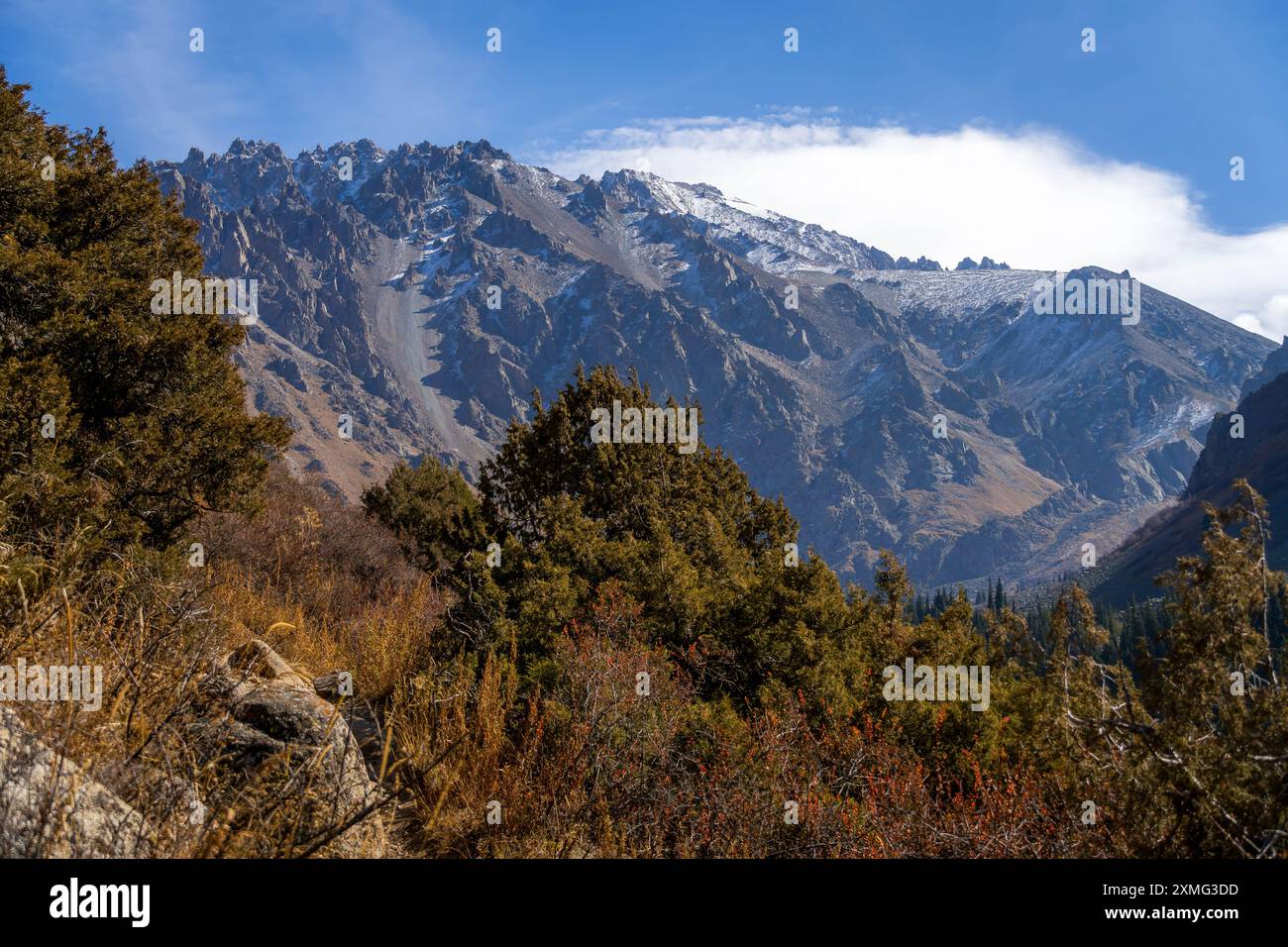 The snow-caped mountain peaks and the autumn forest in Kyrgyz mountains ...